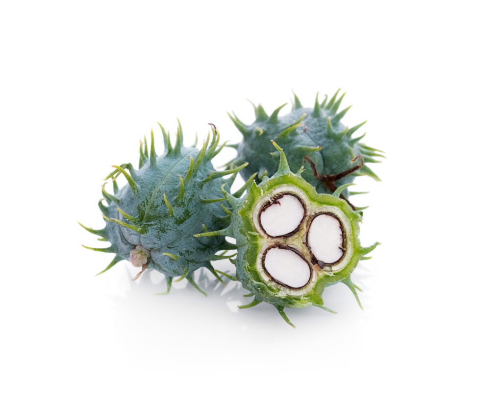 What Is Castor Oil? Types, Properties, & Uses